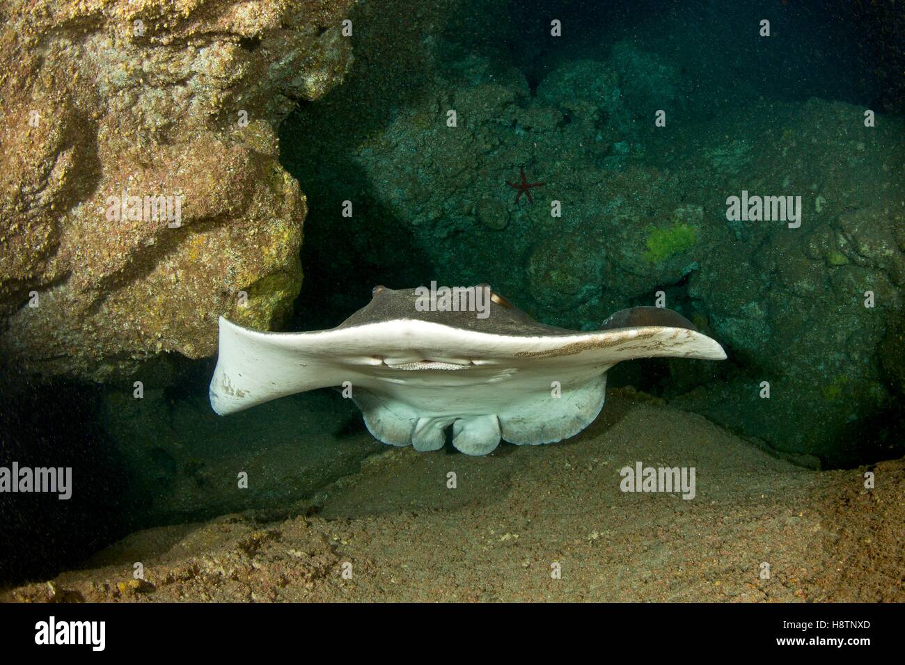 Dasyatis pastinaca azores hi-res stock photography and images - Alamy