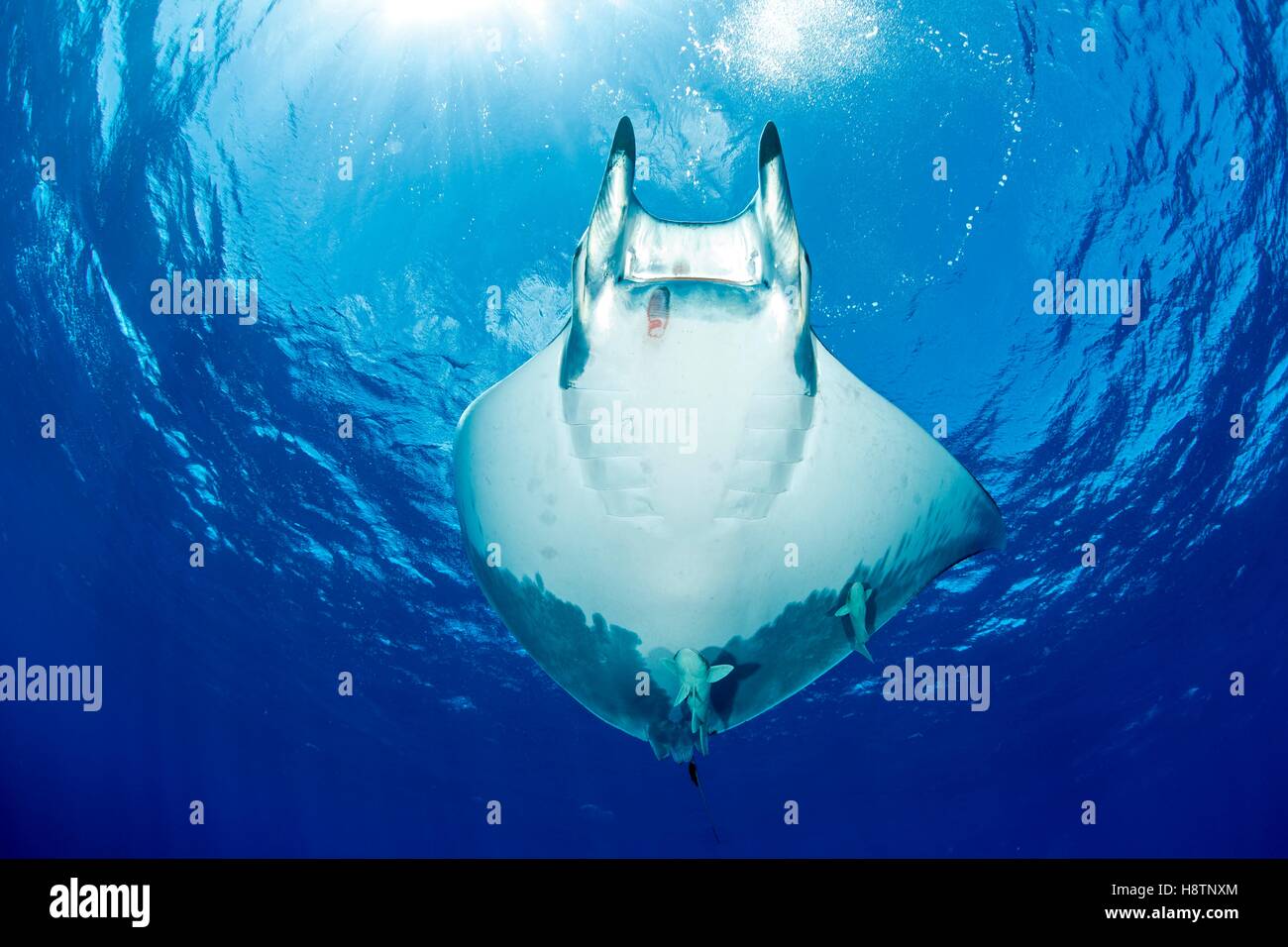 Sicklefin Mantas, Mobula tarapacana, Ambrosio dive site, Santa Maria ...