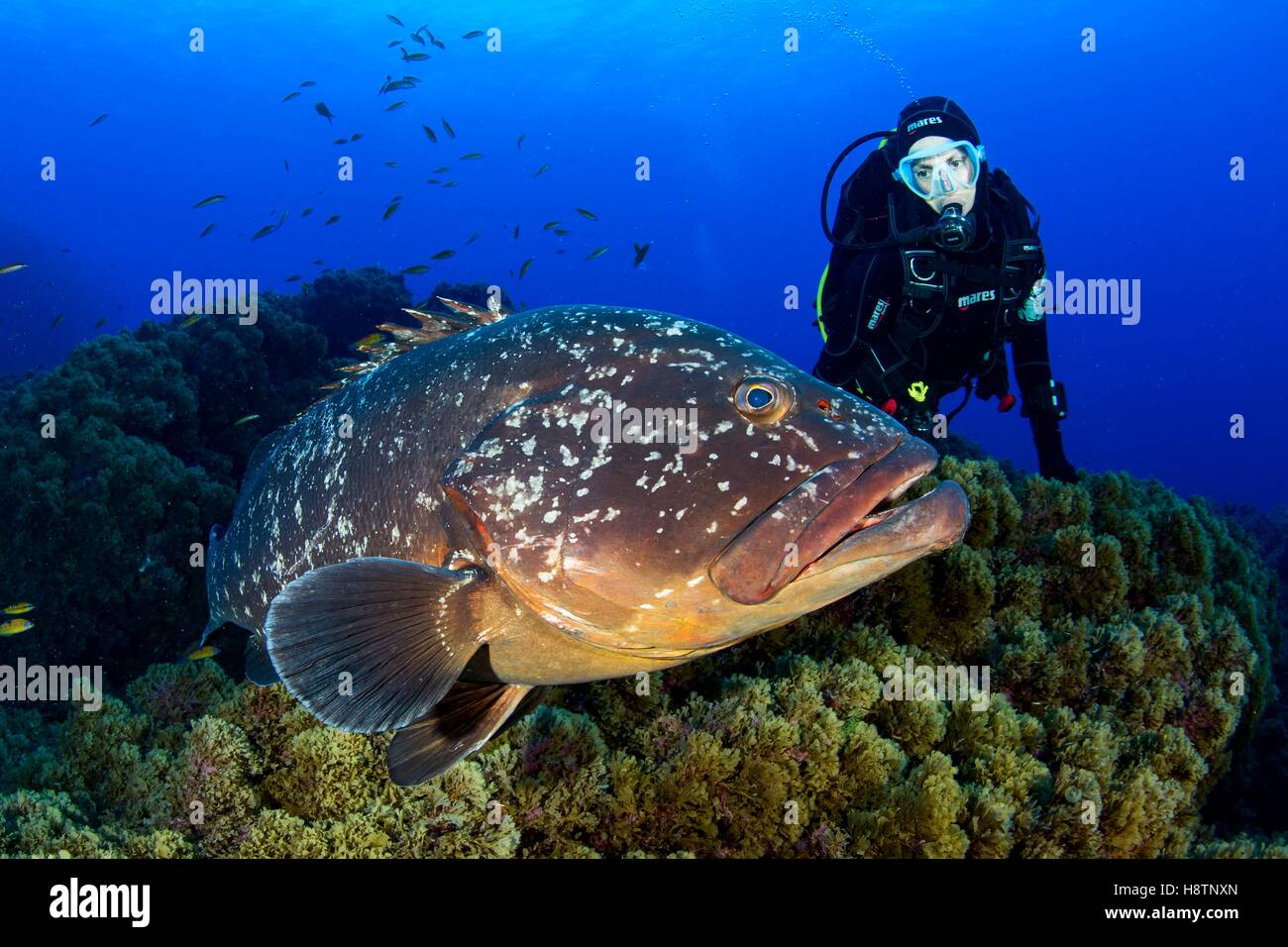 Formigas islet dive site hi-res stock photography and images - Alamy