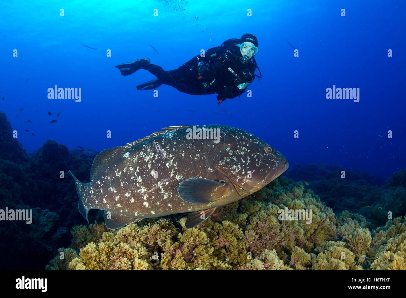 Formigas islet dive site hi-res stock photography and images - Alamy