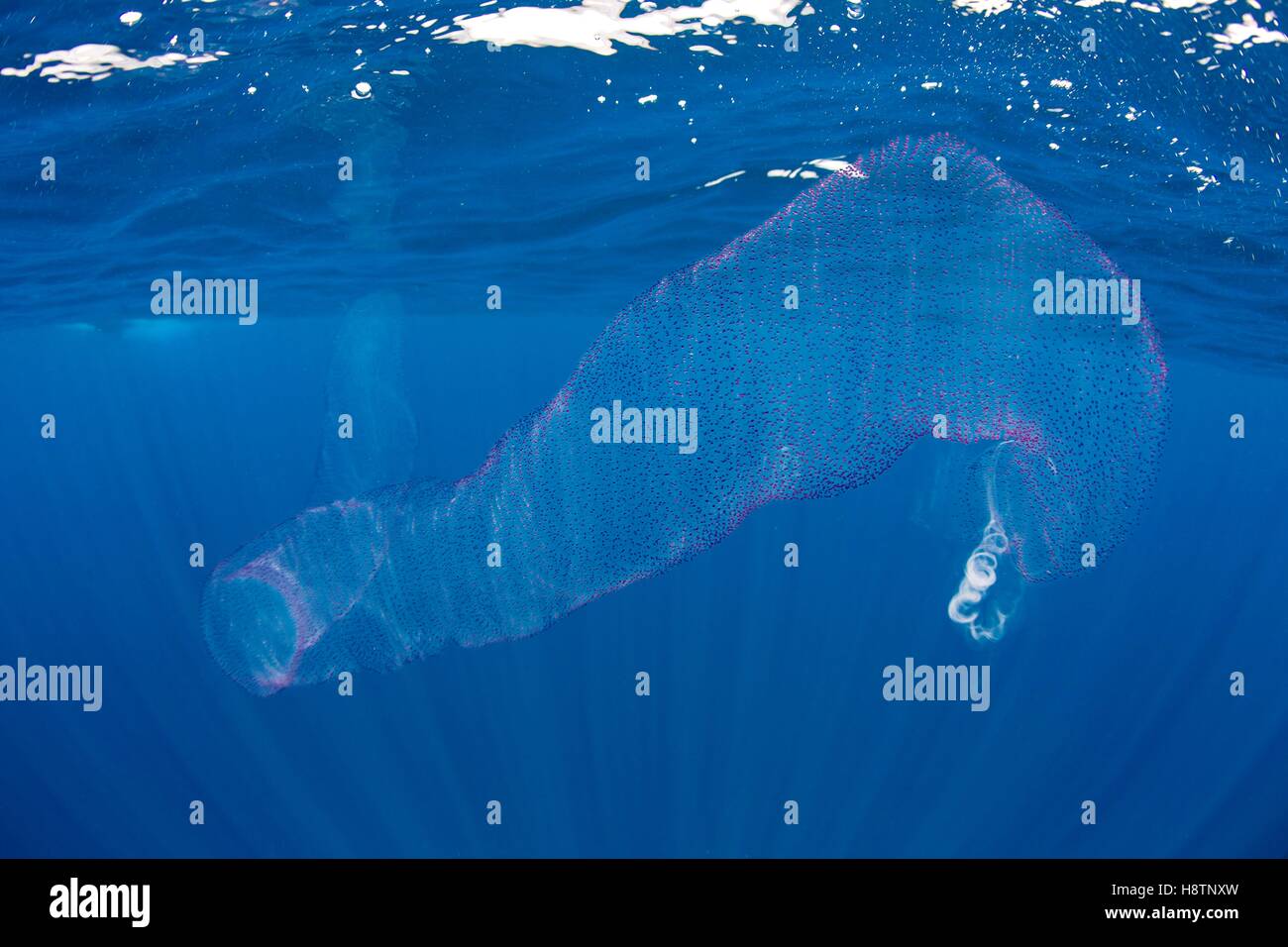 Pyrosome hi-res stock photography and images - Alamy