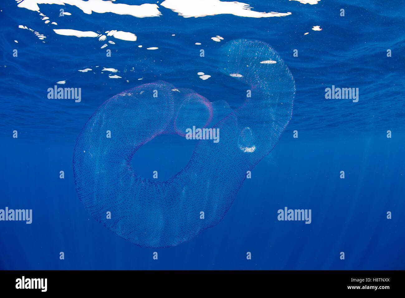 Pyrosomes, colony hundreds to thousands individuals called zooids ...