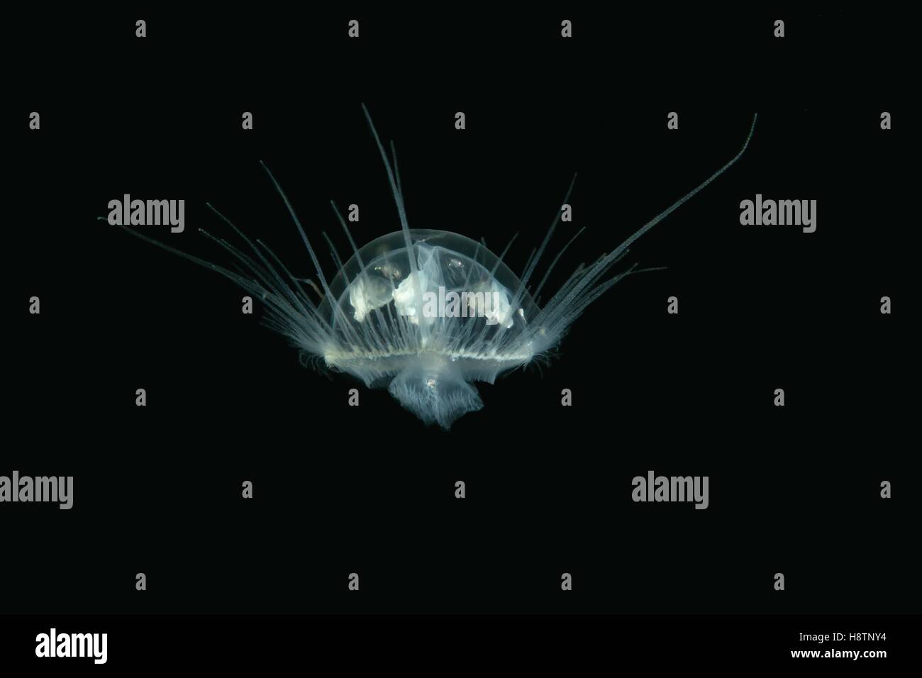 Craspedacusta sowerbii, freshwater jellyfish, phylum Cnidaria, invasive ...
