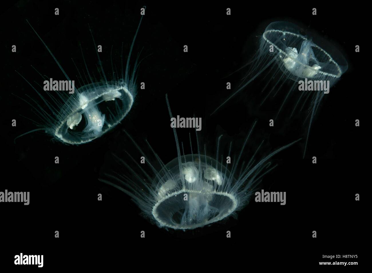 Craspedacusta sowerbii, freshwater jellyfish, phylum Cnidaria, invasive ...