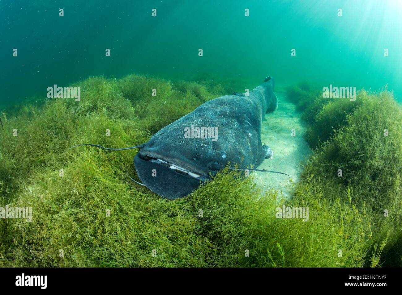 Wels catfish, Silurus glanis, also called sheatfish, is a large catfish ...