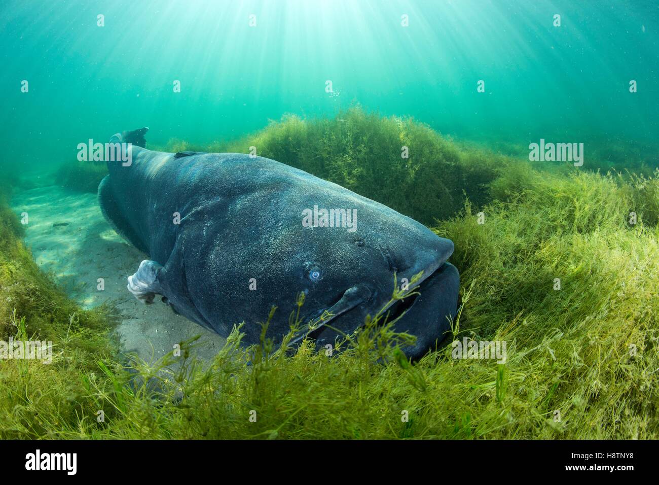 Wels catfish, Silurus glanis, also called sheatfish, is a large catfish ...