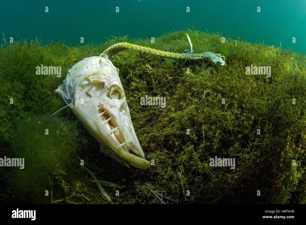 Catfish anatomy hi-res stock photography and images - Alamy