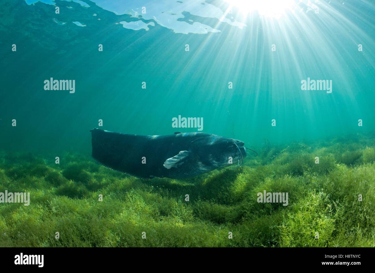 Swimming Wels catfish, Silurus glanis, also called sheatfish, is a ...