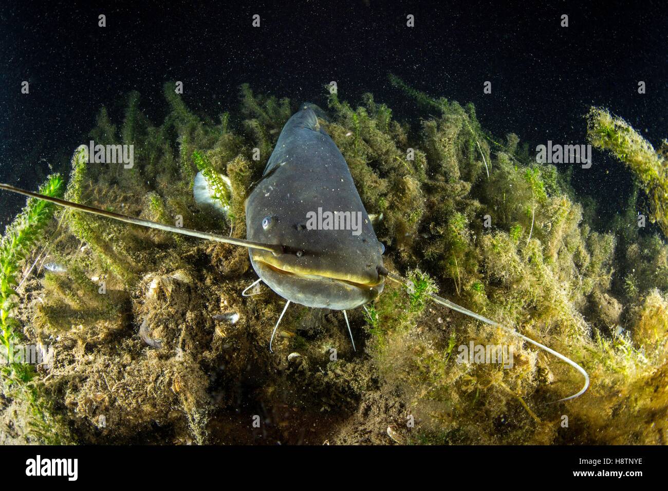 Catfish Native High Resolution Stock Photography and Images - Alamy