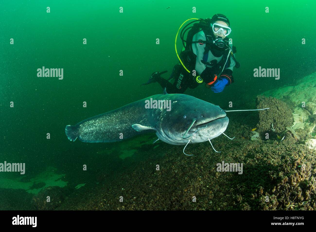 Scuba diver and Wels catfish, Silurus glanis, also called sheatfish, is ...