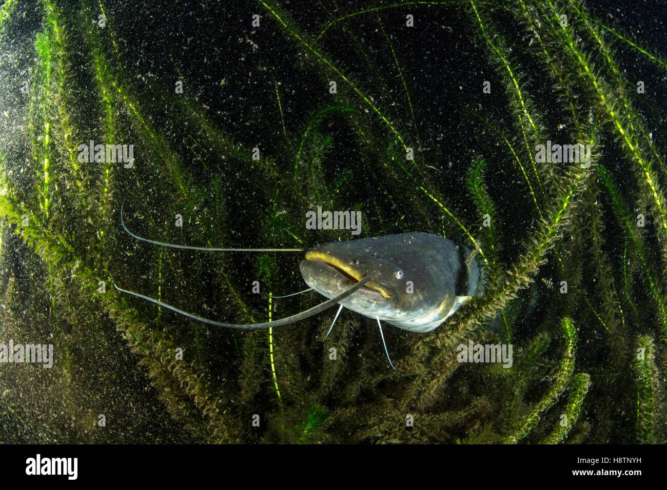 Young catfish, Silurus glanis, also called sheatfish, is a large ...