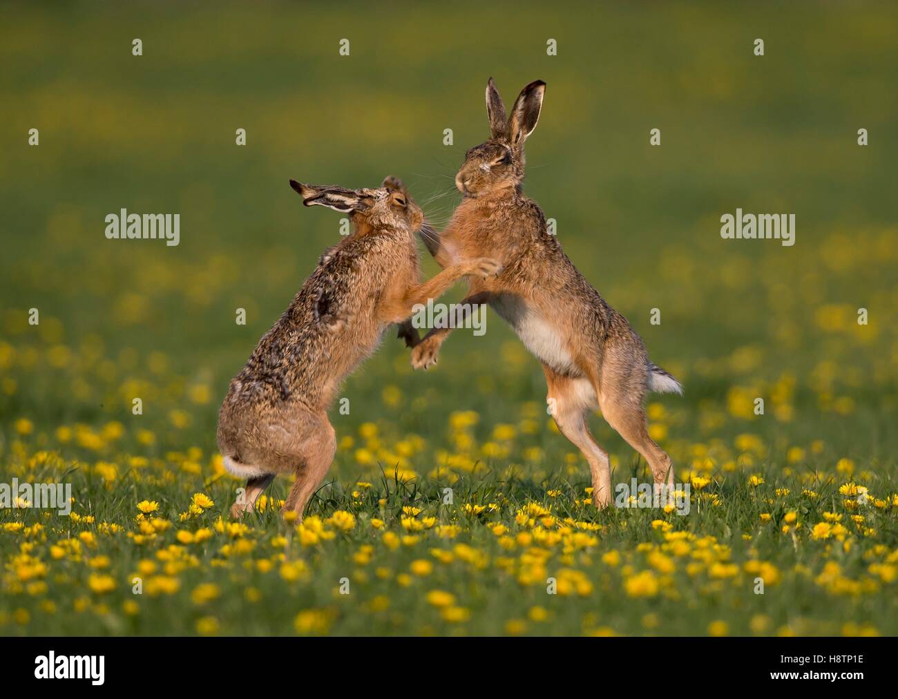 Brown hare (Lepus europaeus) Hare boxing in a meadow covered with ...