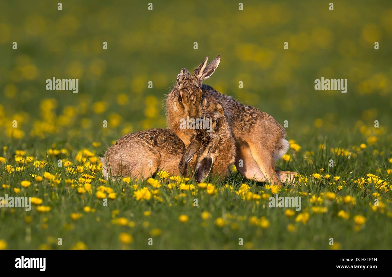 Brown hare (Lepus europaeus) Hare boxing in a meadow covered with ...