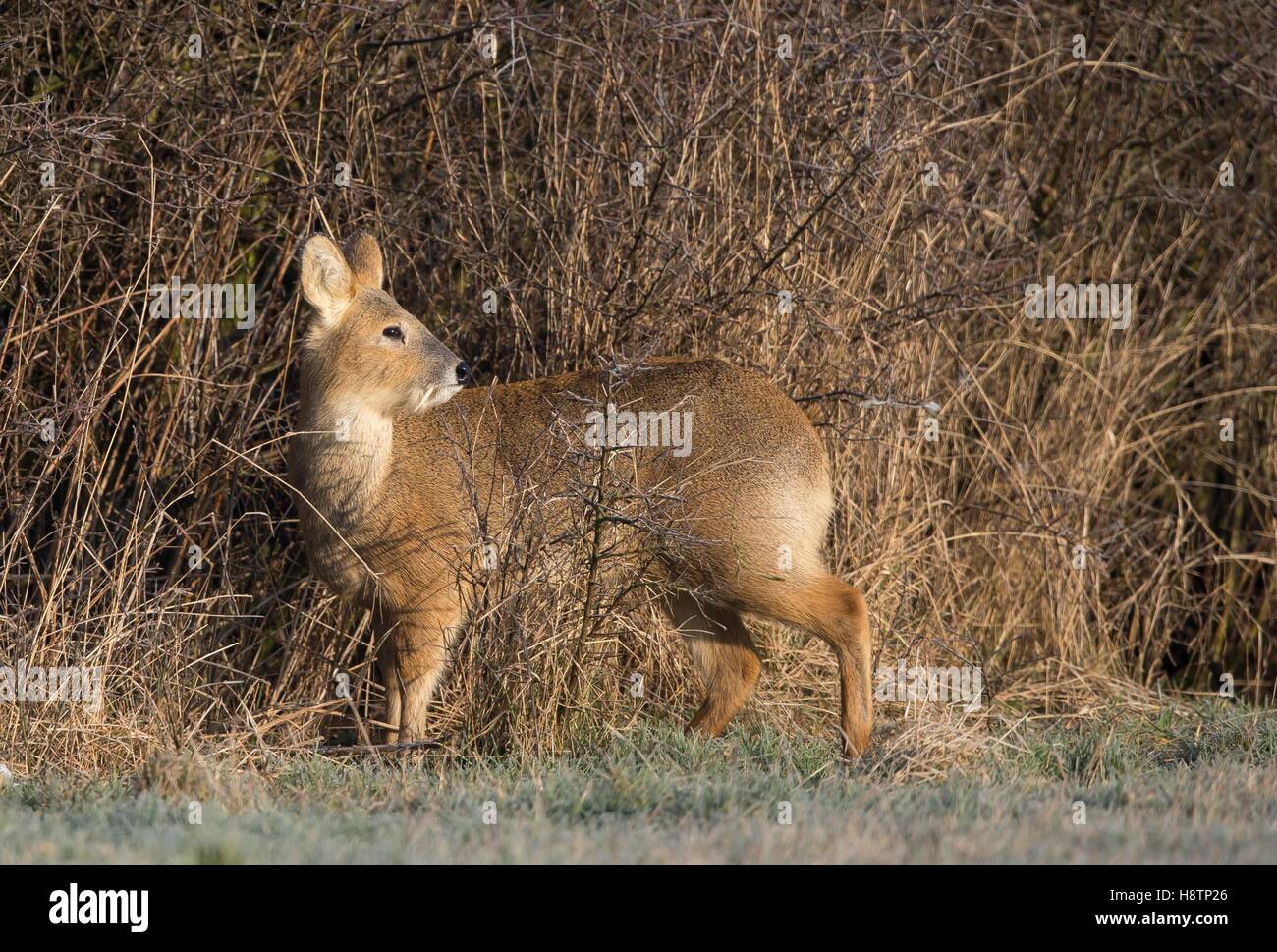 Chinese water deer (Hydropotes inermis) Deer standing in a hedge at ...