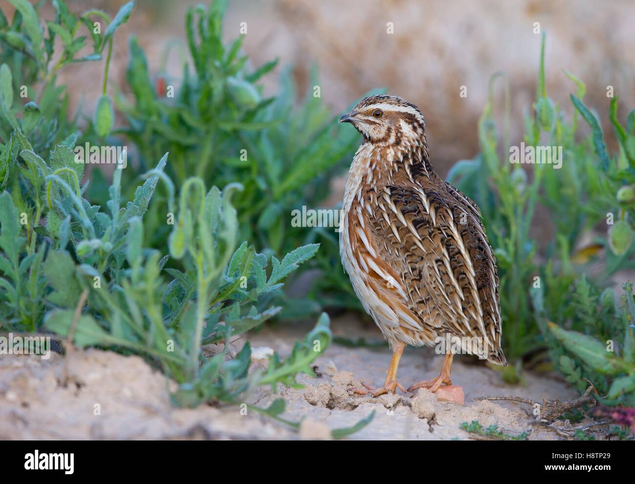 Common quail (Coturnix coturnix) Quail standing in a meadow, Spain ...