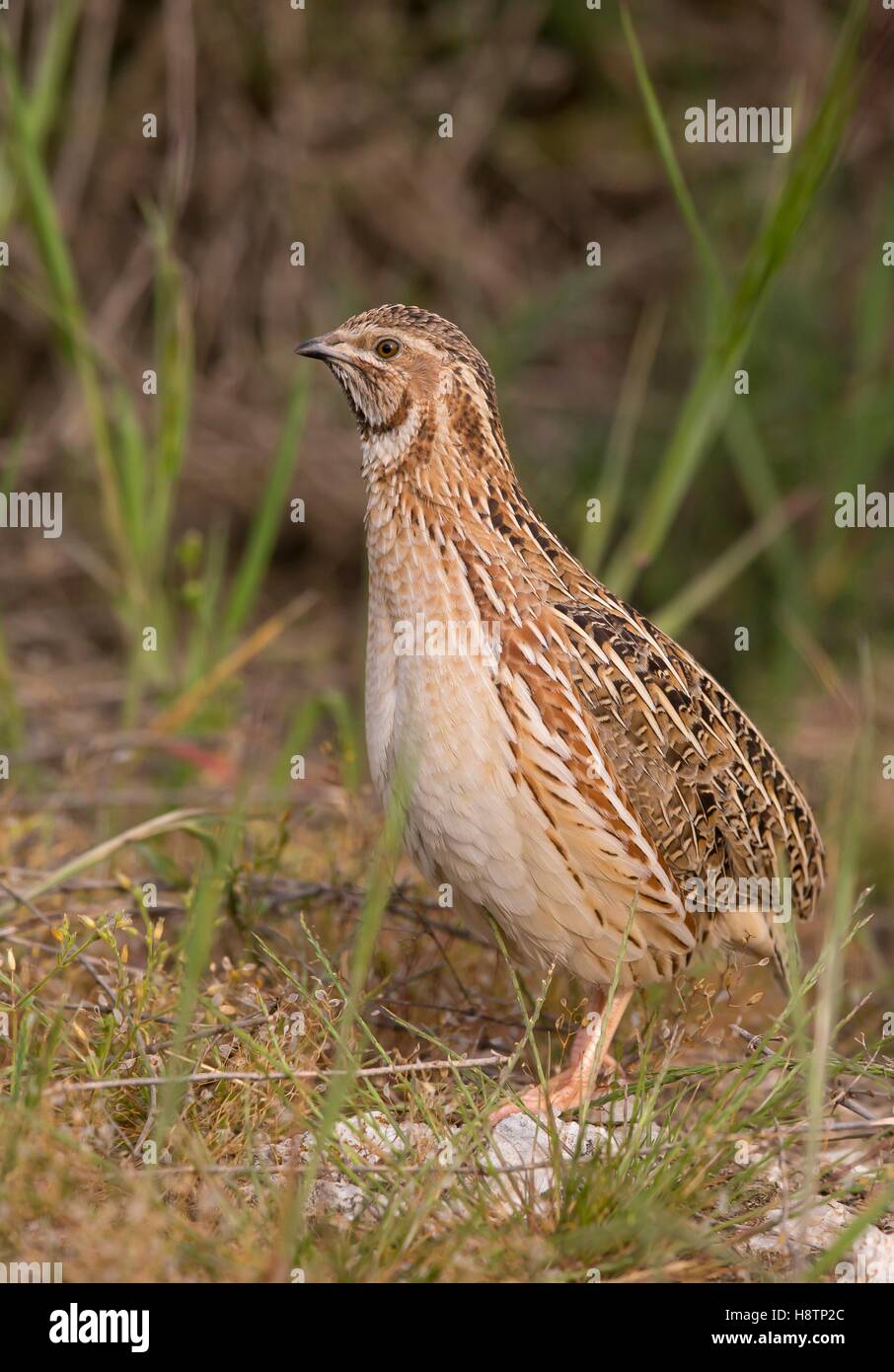 Common Quail Coturnix Coturnix High Resolution Stock Photography and ...