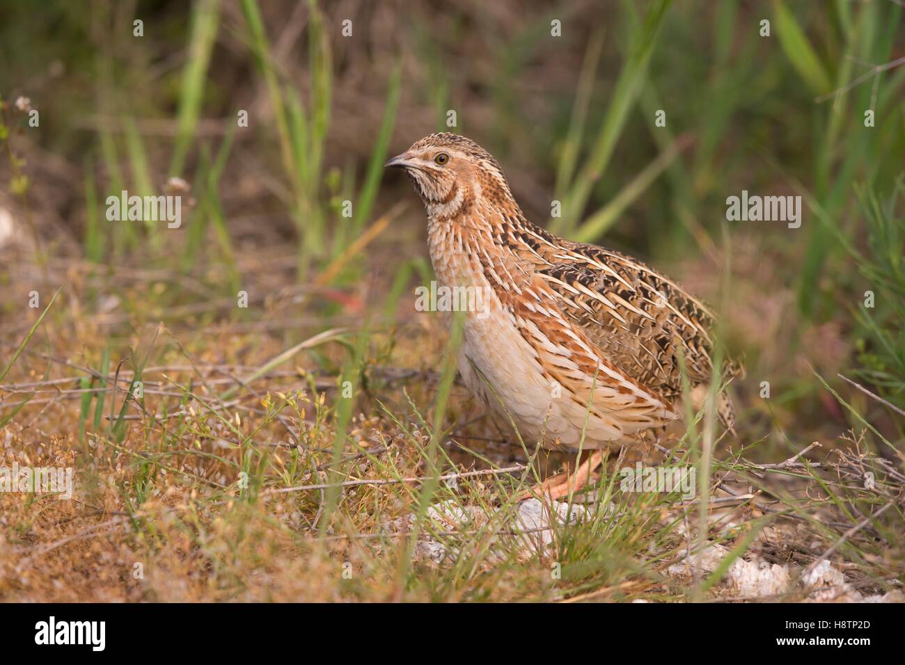 Common quail |(Coturnix coturnix) Quail standing in a meadow, Spain ...