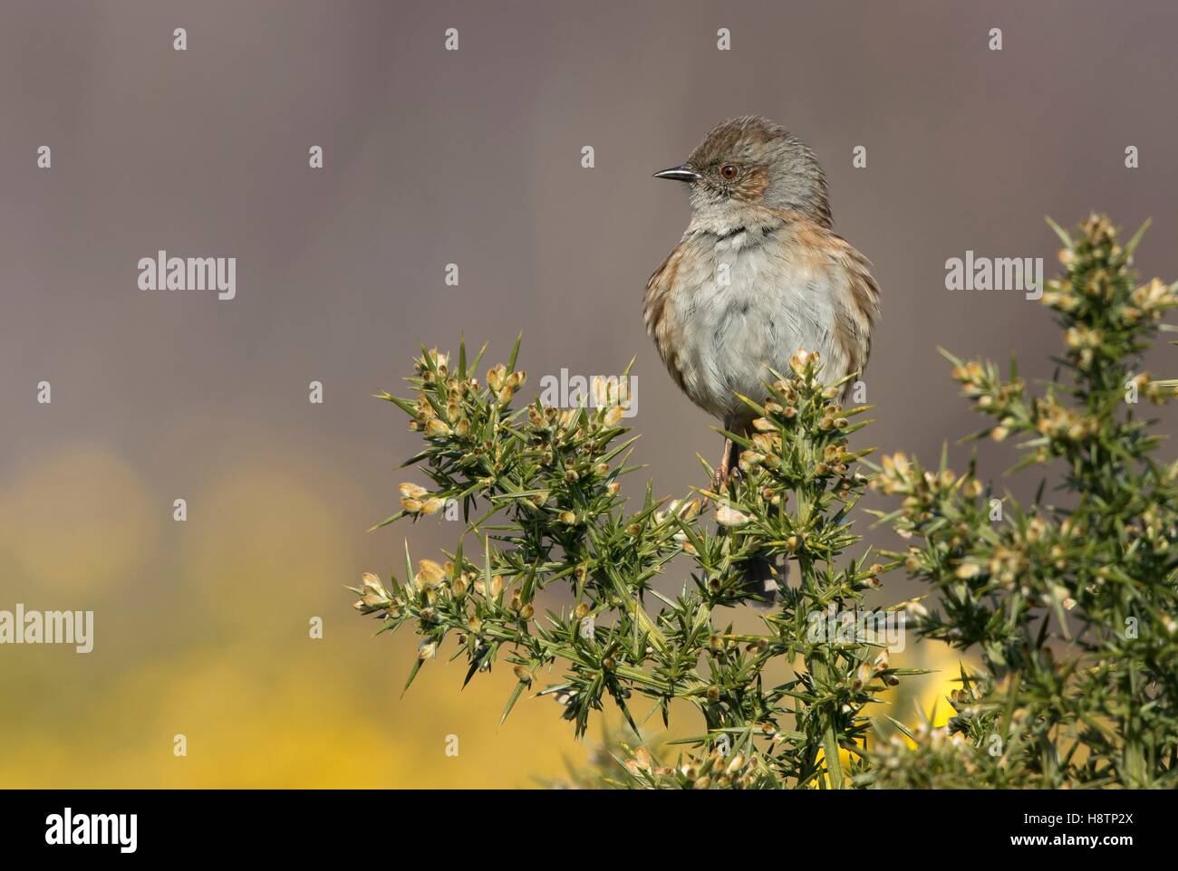 Dunnock (Prunella modularis) Bird perched on a gorse, England, Spring ...