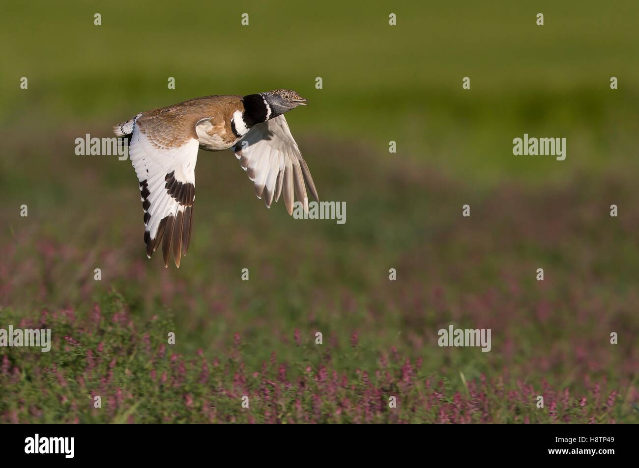 Little bustard (Teyrax tetrax) Female bustard in flight at sunrise ...