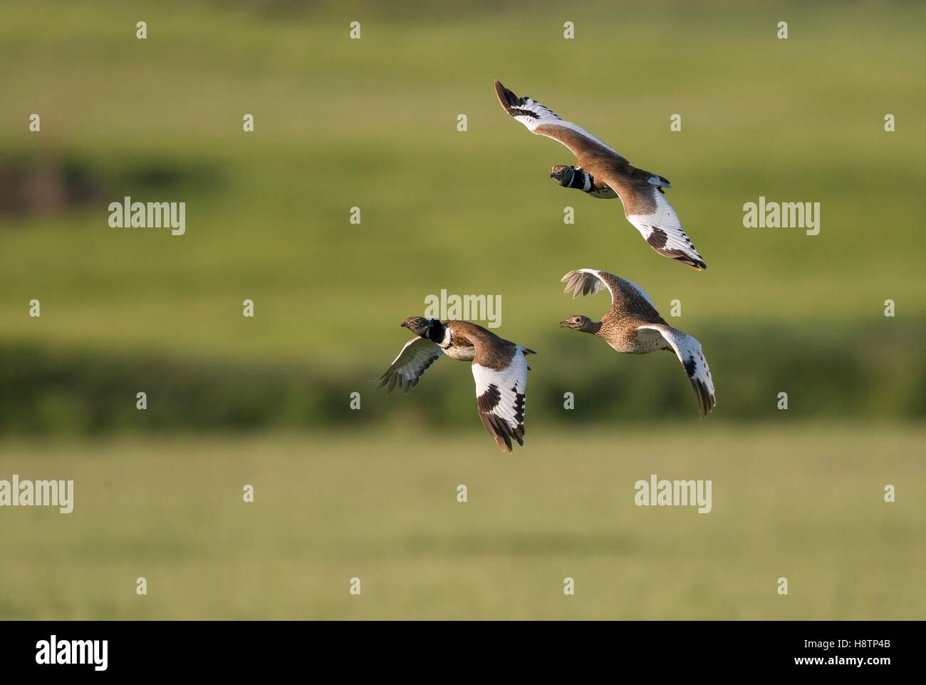 Little bustard (Teyrax tetrax) Bustard in flight, Spain, Spring Stock ...