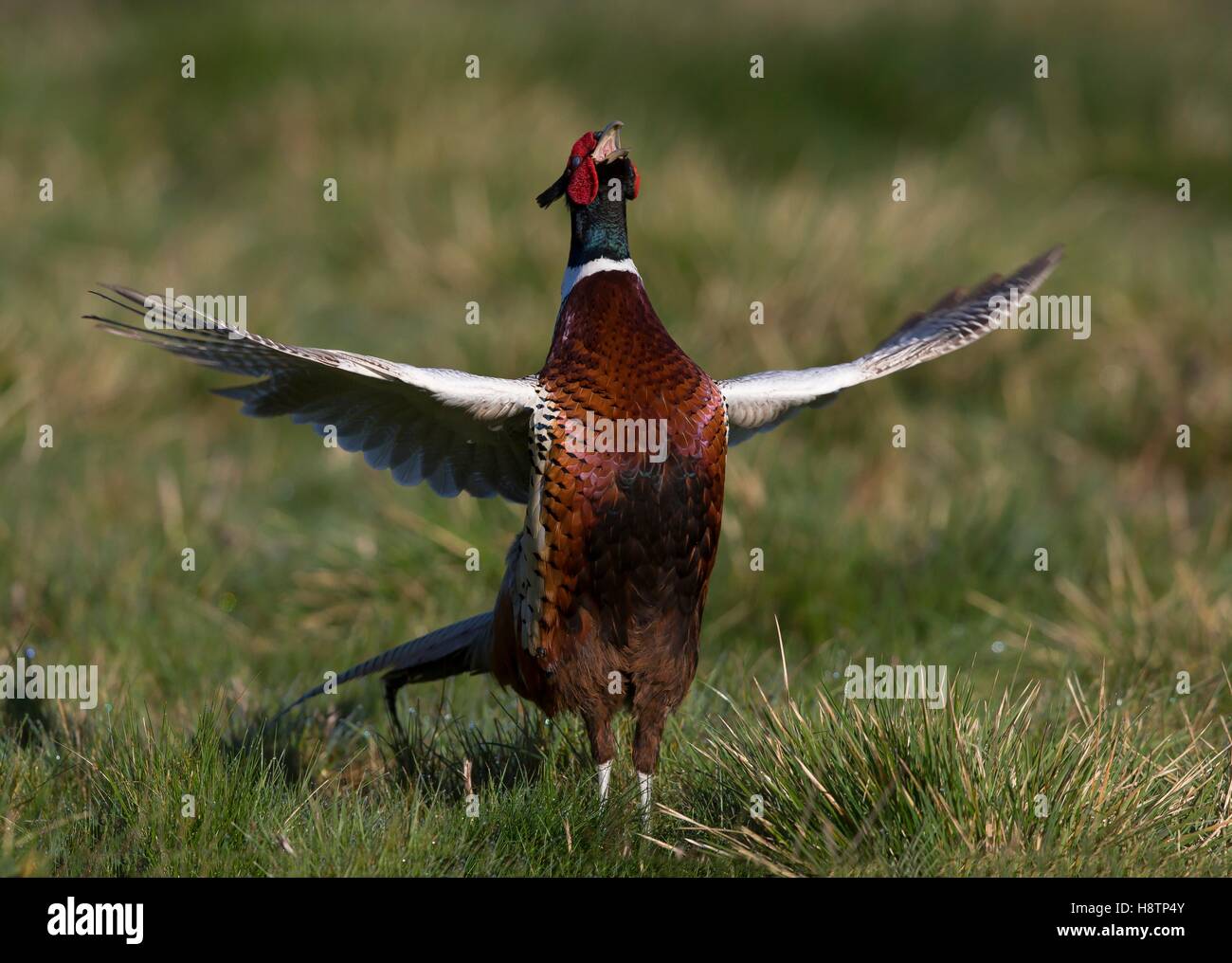 Pheasant (Phasianus colchicus) Male displaying, England, Spring Stock ...