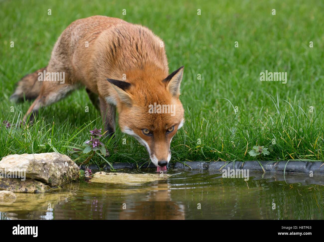 Red fox (Vulpes vulpes) Fox drinking. England, Spring Stock Photo - Alamy