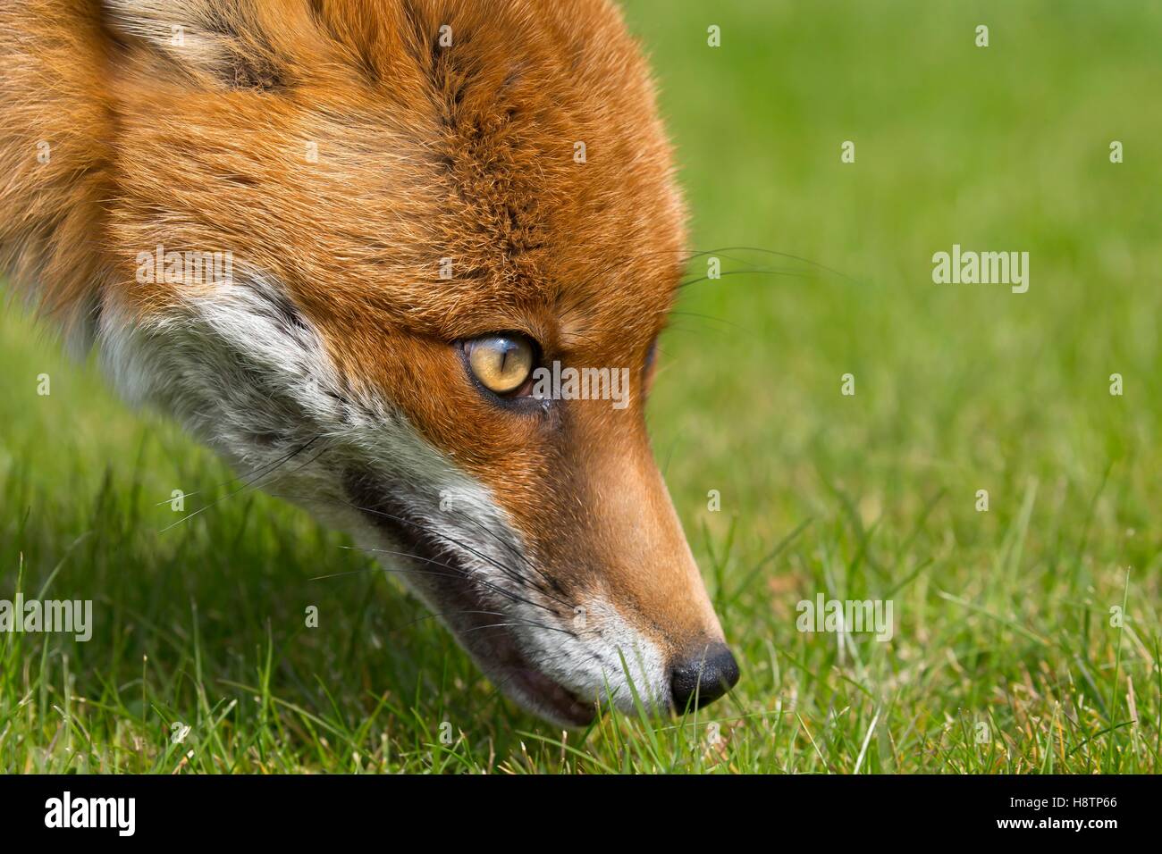 Fox head profile hi-res stock photography and images - Alamy