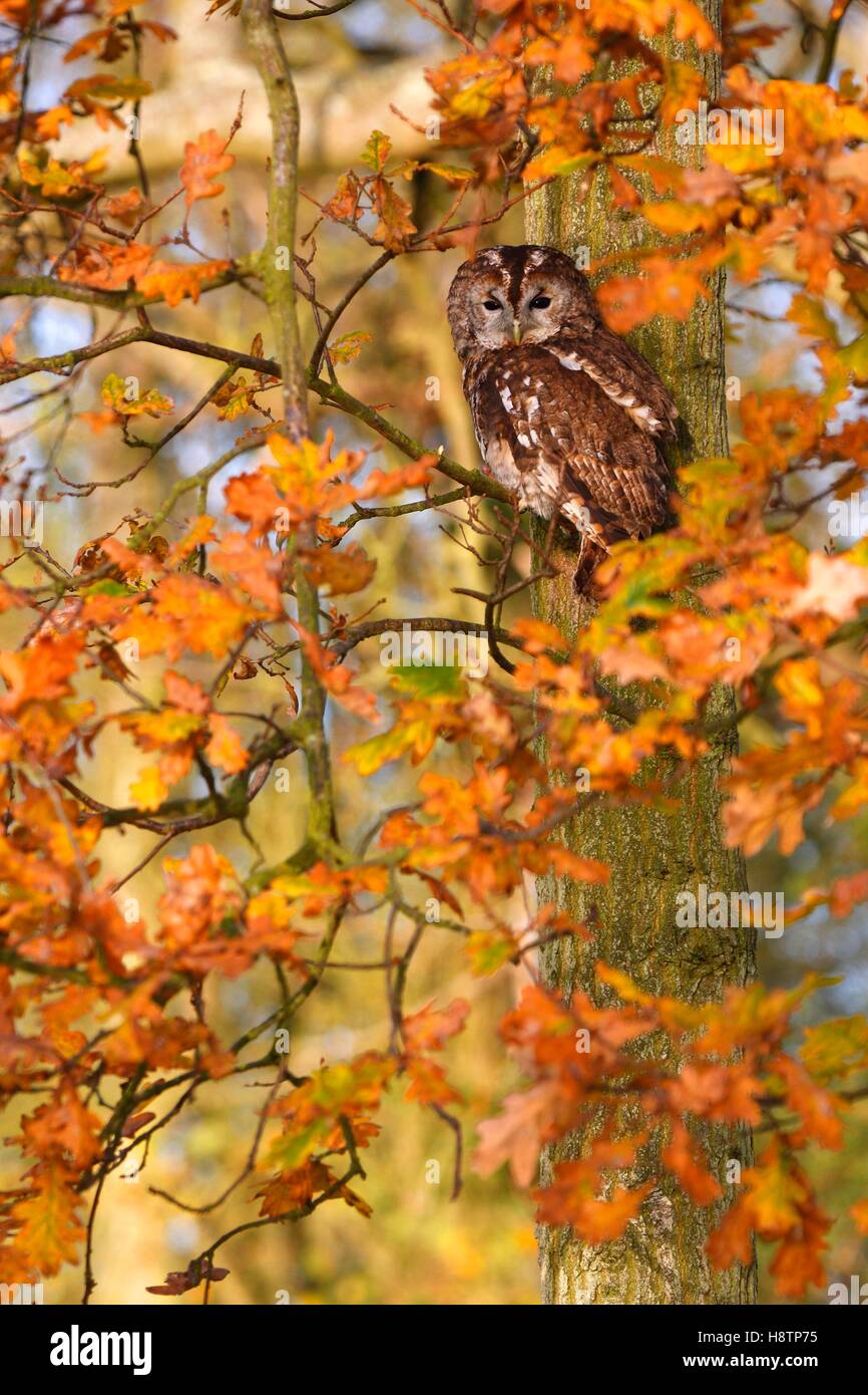 Tawny owl (Strix aluco) Owl perched in an oak tree in autumn, England ...