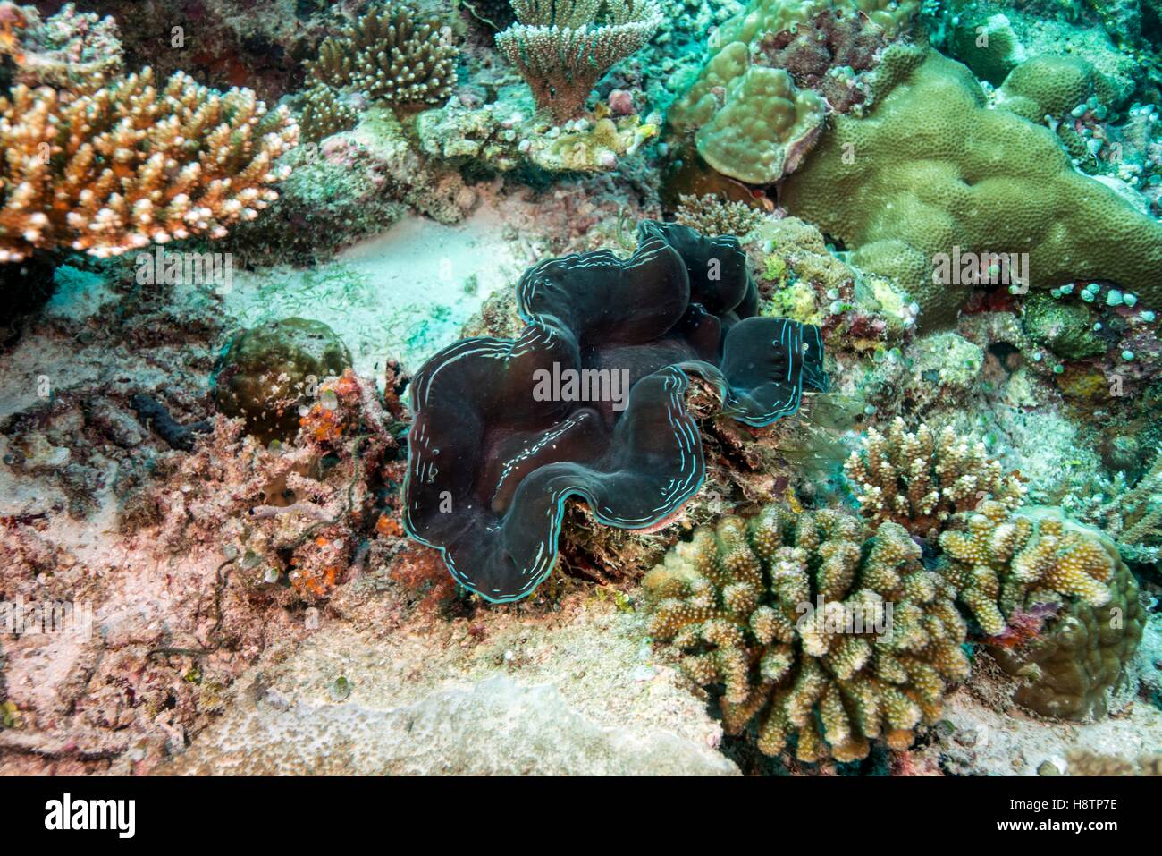 Giant clam tridacnidae sp hi-res stock photography and images - Alamy