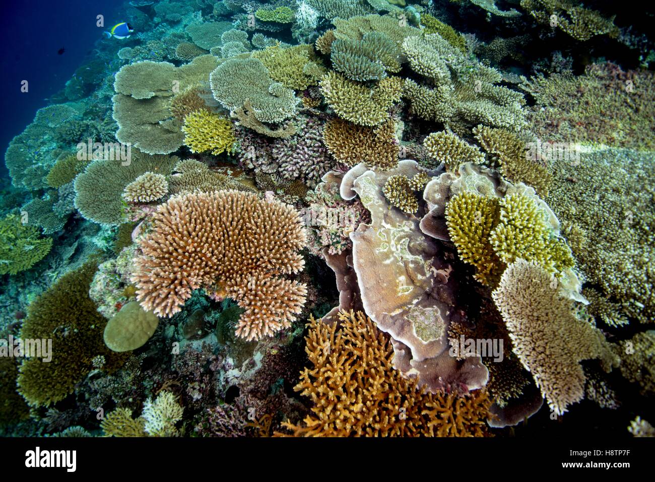 CORAL REEF IN MALDIVES, Maldives Indian Ocean Stock Photo - Alamy