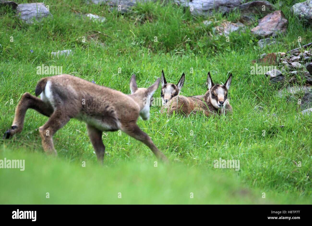 Young twins Chamois, Merlet Animal Park , Alps, France . After a week ...