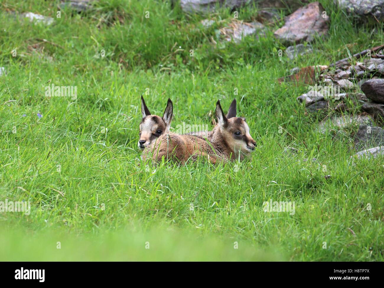 Young twins Chamois, Merlet Animal Park , Alps, France very exceptional ...