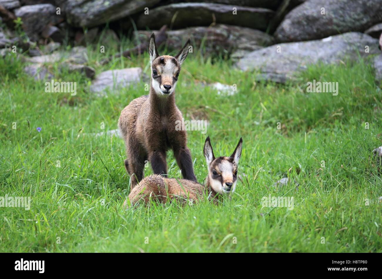 Young twins Chamois, Merlet Animal Park , Alps, France very exceptional ...