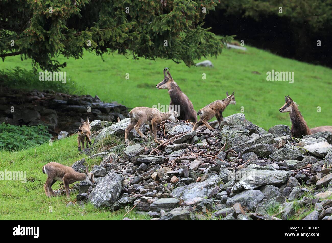 Young twins Chamois, Merlet Animal Park , Alps, France . Within the ...
