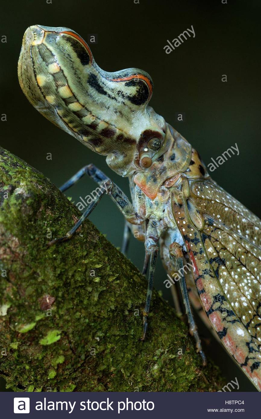 Peanut Head Stock Photos & Peanut Head Stock Images - Alamy