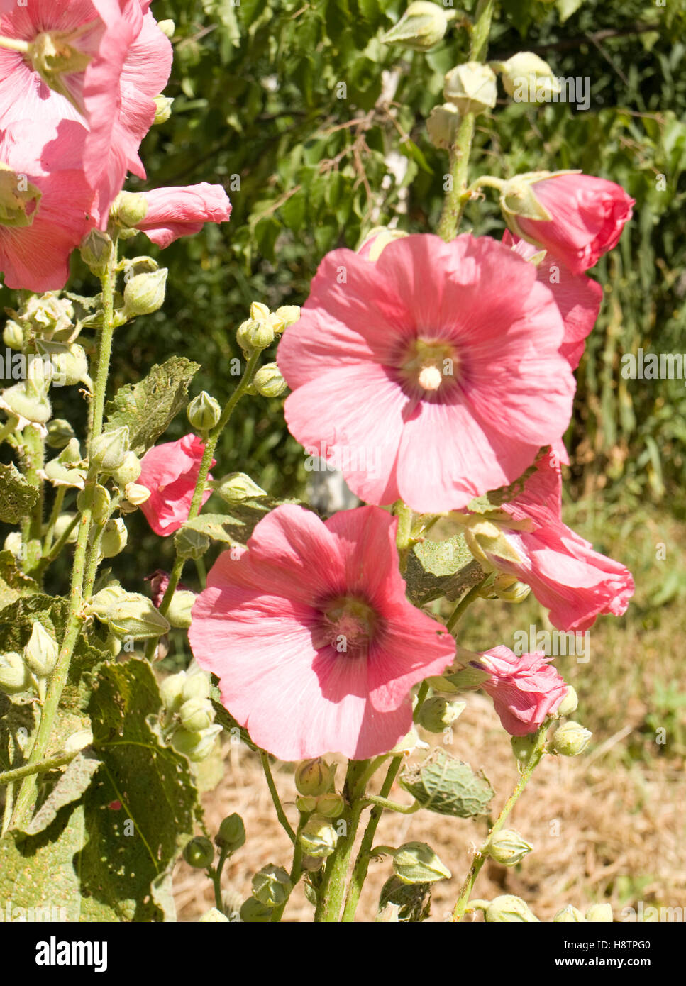 Pink mallows in garden Stock Photo - Alamy