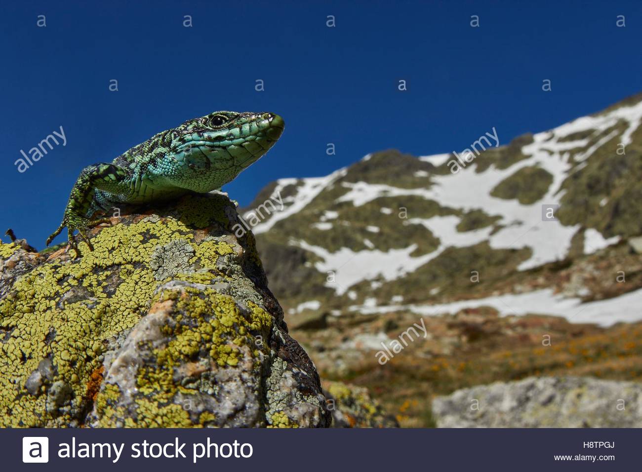 Spanish Lizard Stock Photos & Spanish Lizard Stock Images - Alamy