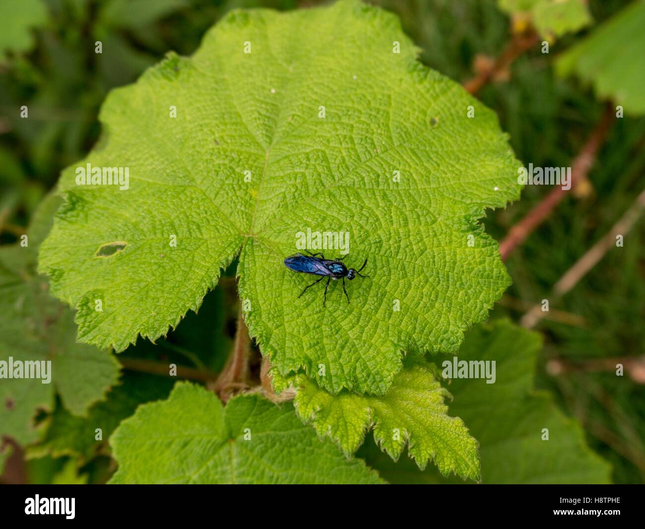 Sawfly (Cibdela janthina) adult on Giant Bramble (Rubus alceifolius ...