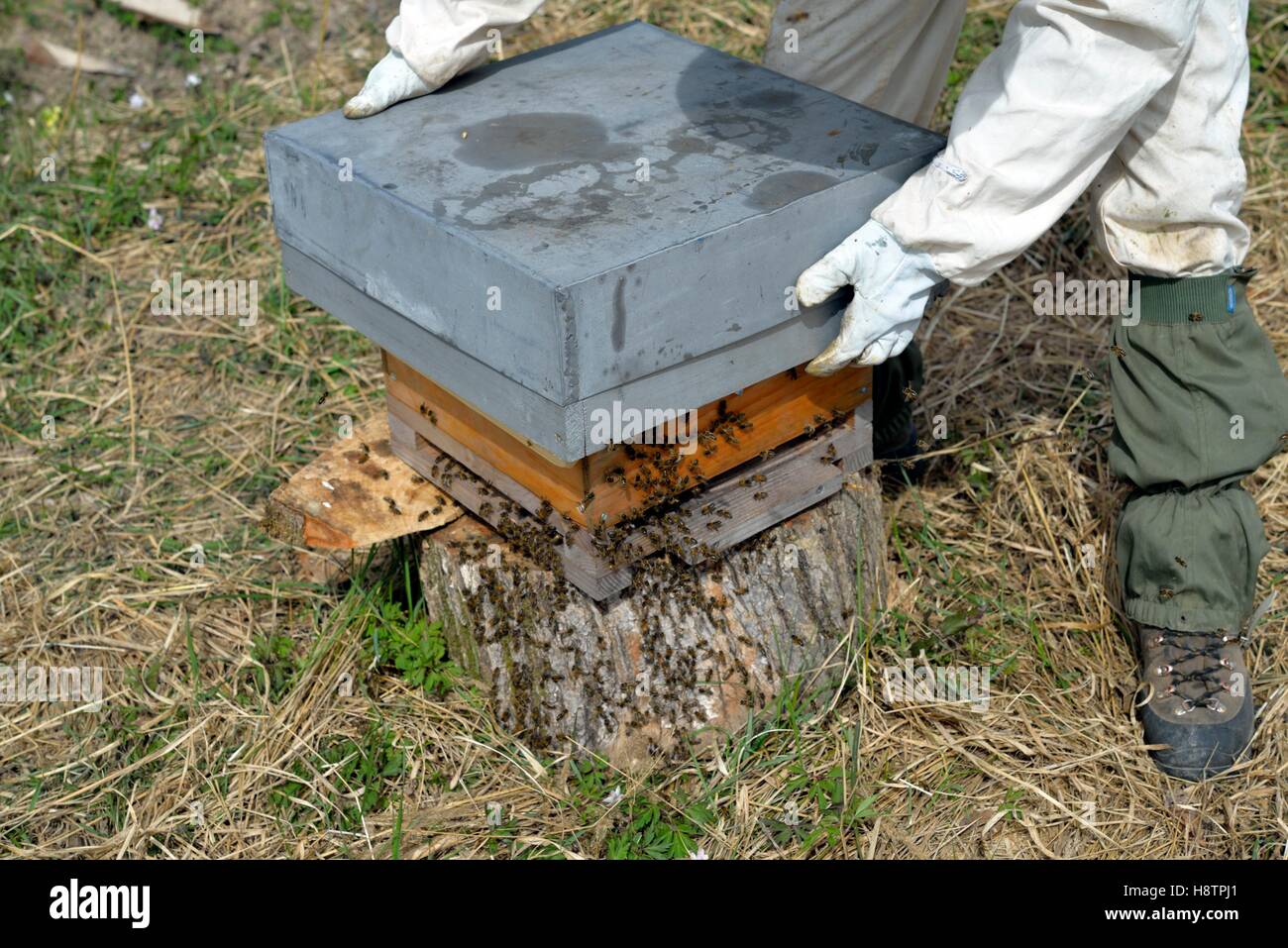 Retrieving forest Bees installed in Oak - France Stock Photo - Alamy