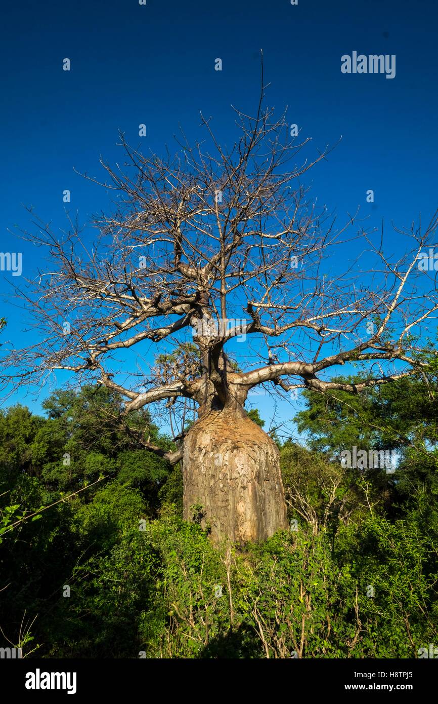 Kenya, Meru national park, baobab Stock Photo - Alamy