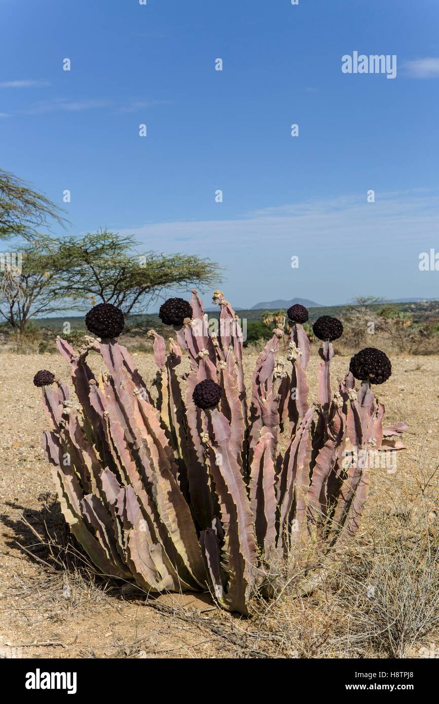Kenya, Shaba reserve, Caralluma Stock Photo - Alamy
