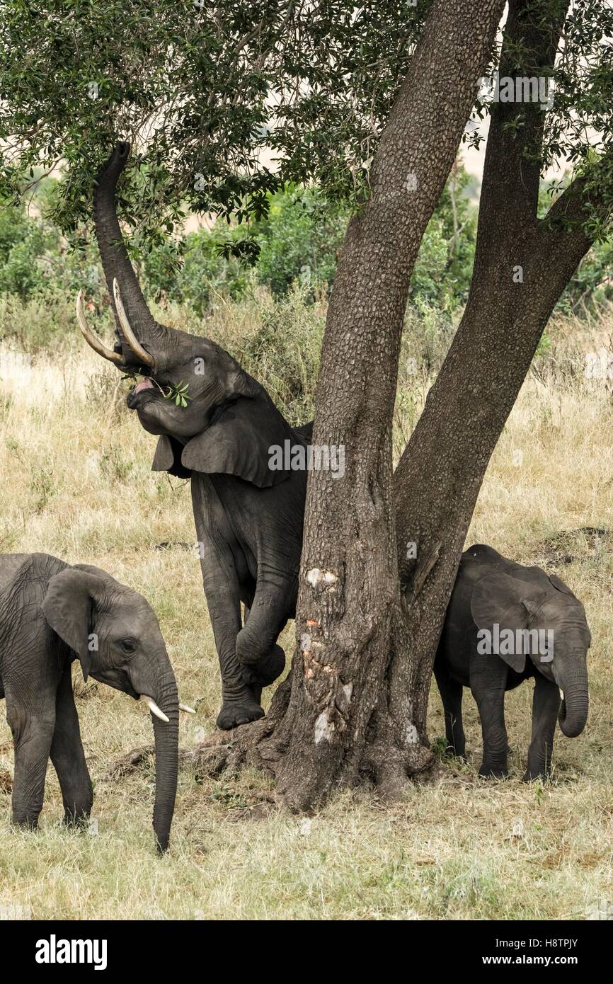 Elephant eating plant hi-res stock photography and images - Alamy