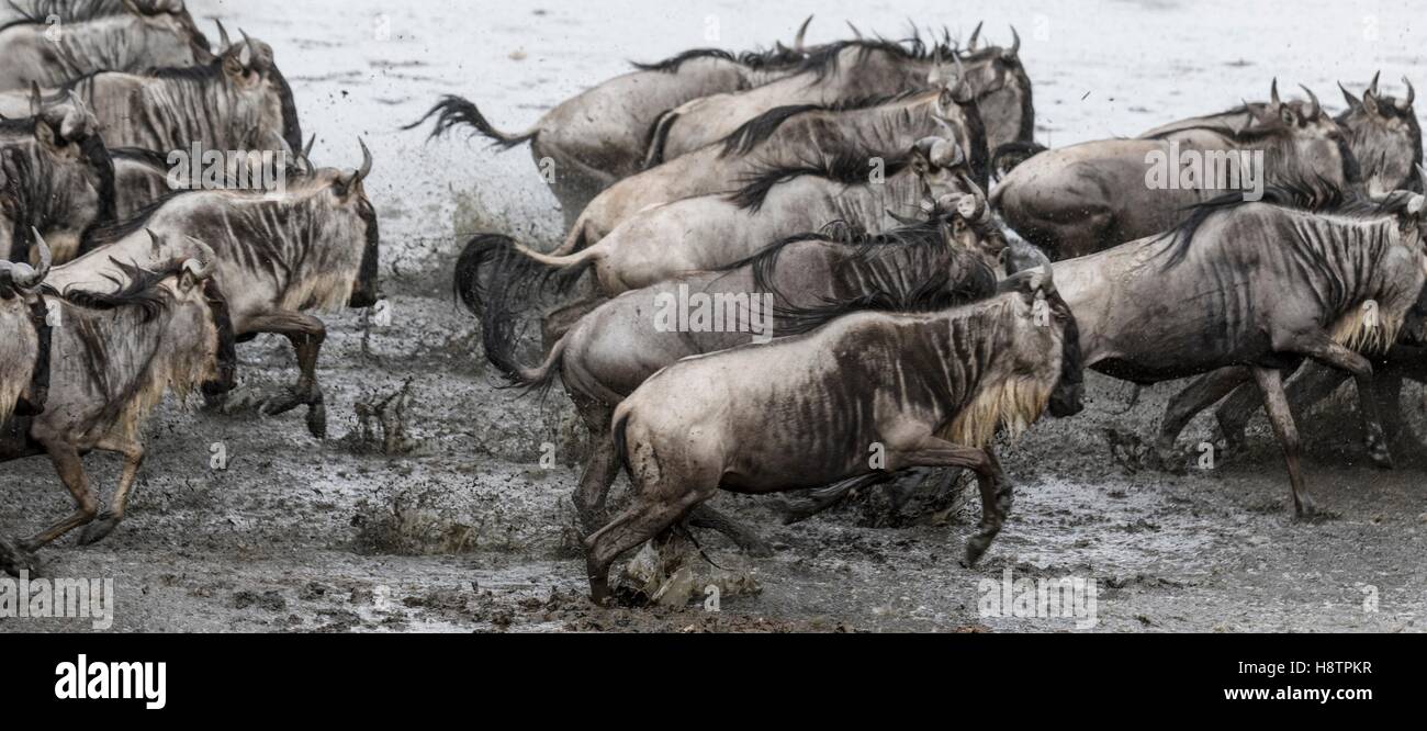 Kenya, Masai-Mara game reserve, topi (Damaliscus korrigum), wildebeest ...