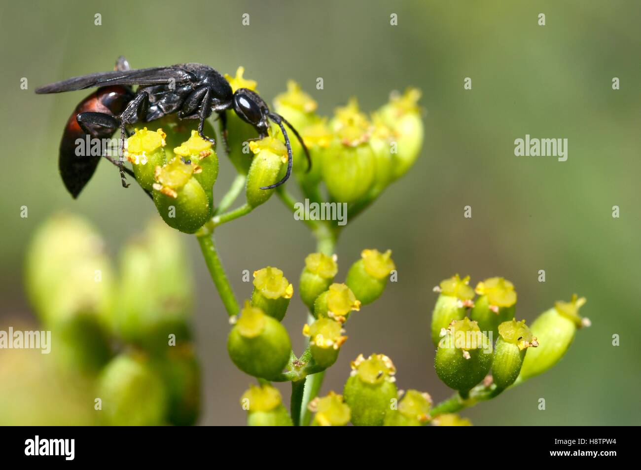 Spider Wasp (Agenioideus usurious) female in Anis in bloom, Northern ...