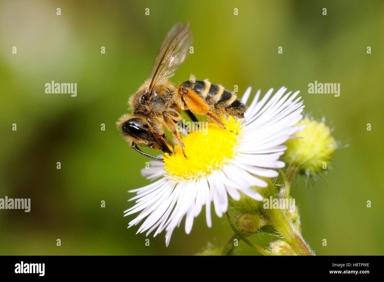 Yellow-legged Mining Bee (Andrena flavipes) female foraging on Aster ...