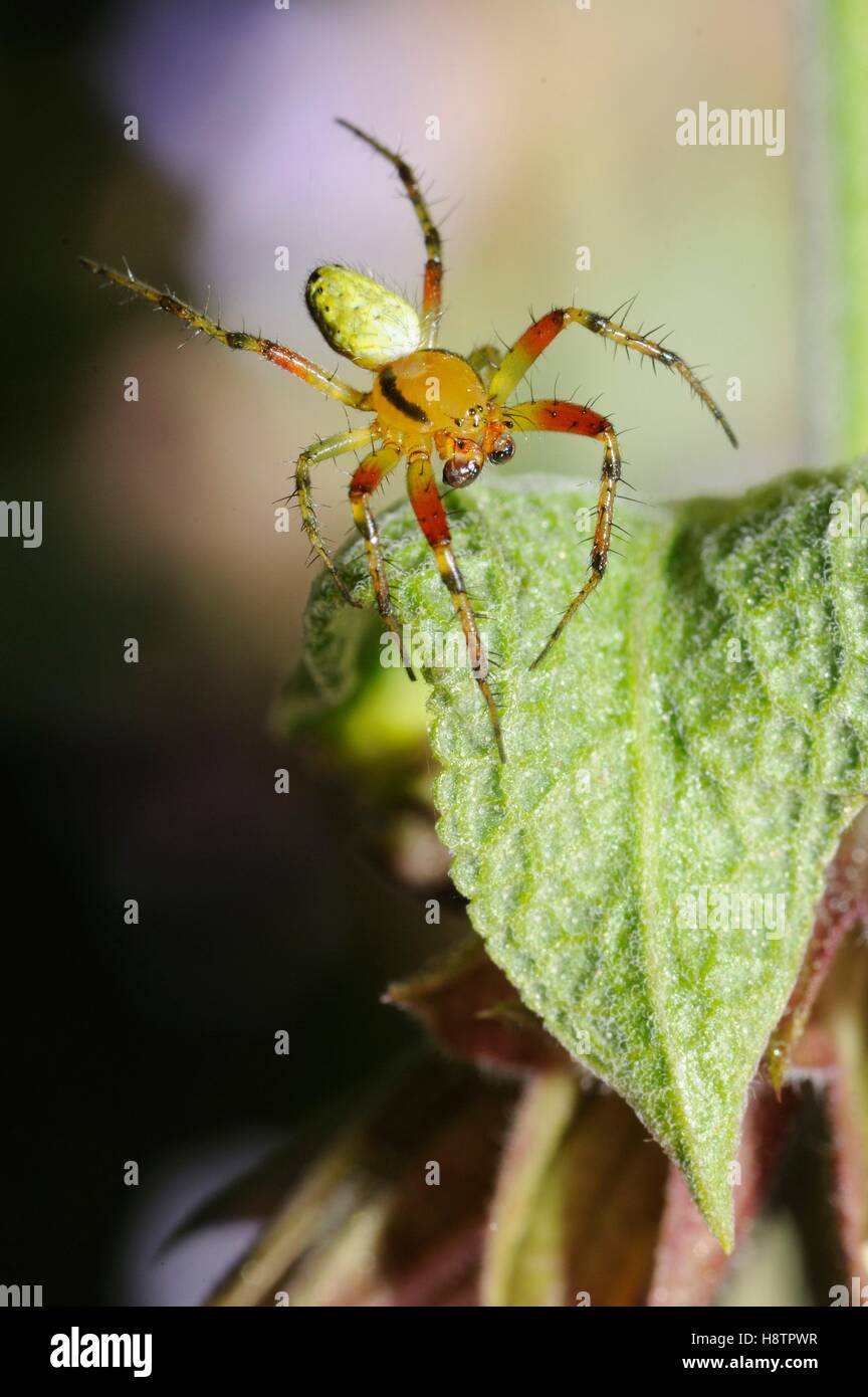 Cucumber spider araniella cucurbitina hi-res stock photography and ...