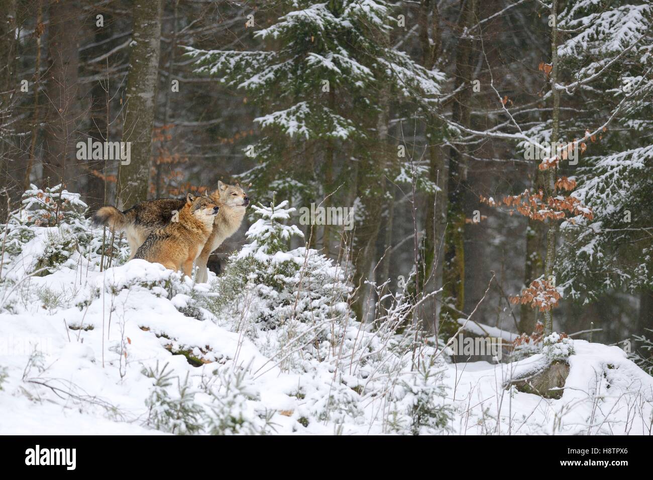 Alpha pair of a pack of European Wolves (Canis lupus) in the snow ...