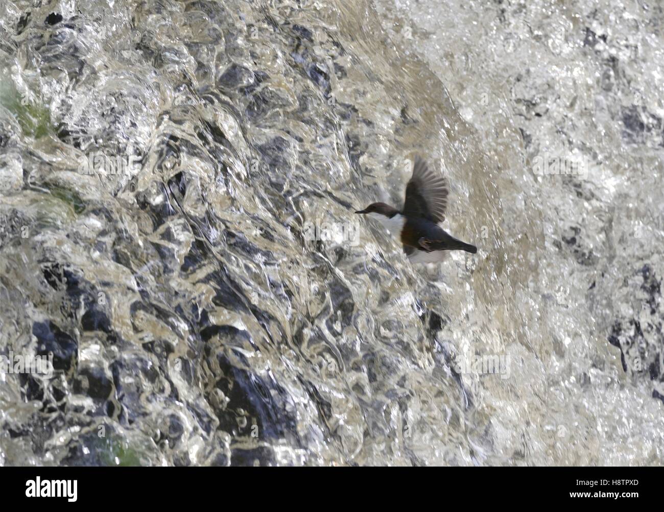 Dipper species hi-res stock photography and images - Alamy