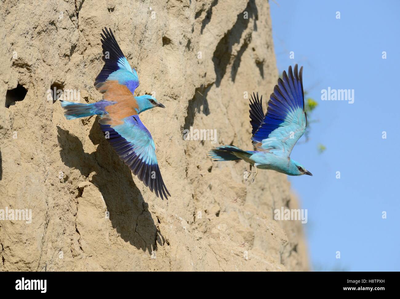 European Rollers (Coracias garrulus) courtship in flight, Danube Delta ...