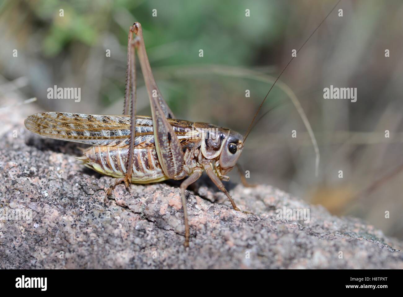 White-faced bush Cricket (Decticus albifrons) on rock, Anduze, Cevennes ...